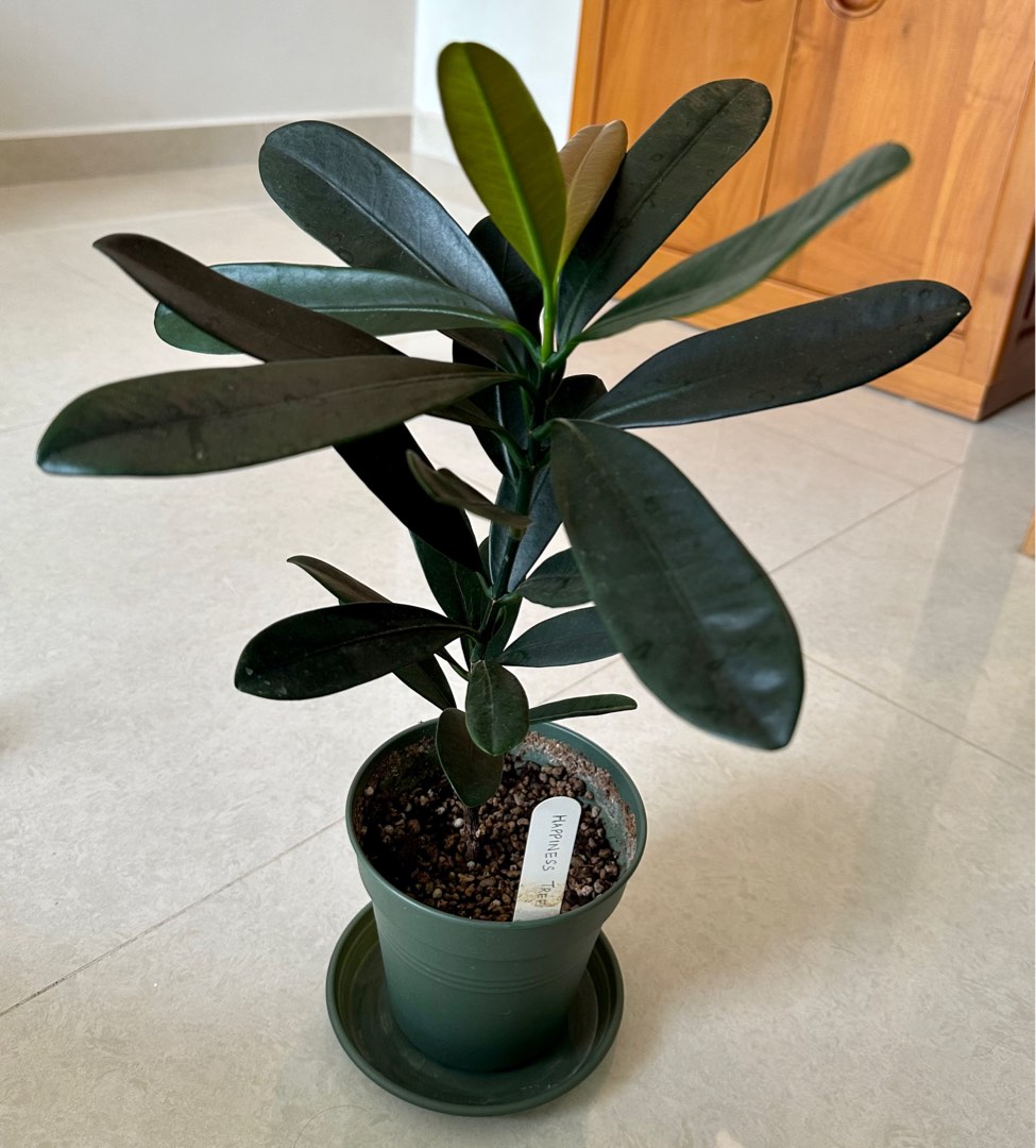 Happiness Tree, Furniture & Home Living, Gardening, Plants & Seeds on ...