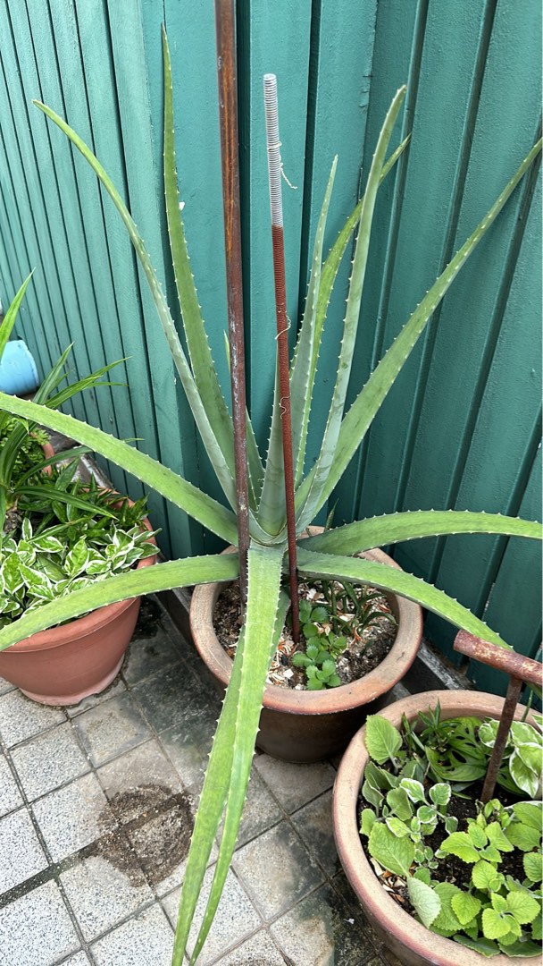 *Moving house sale* Aloe Vera with pot, Furniture & Home Living ...