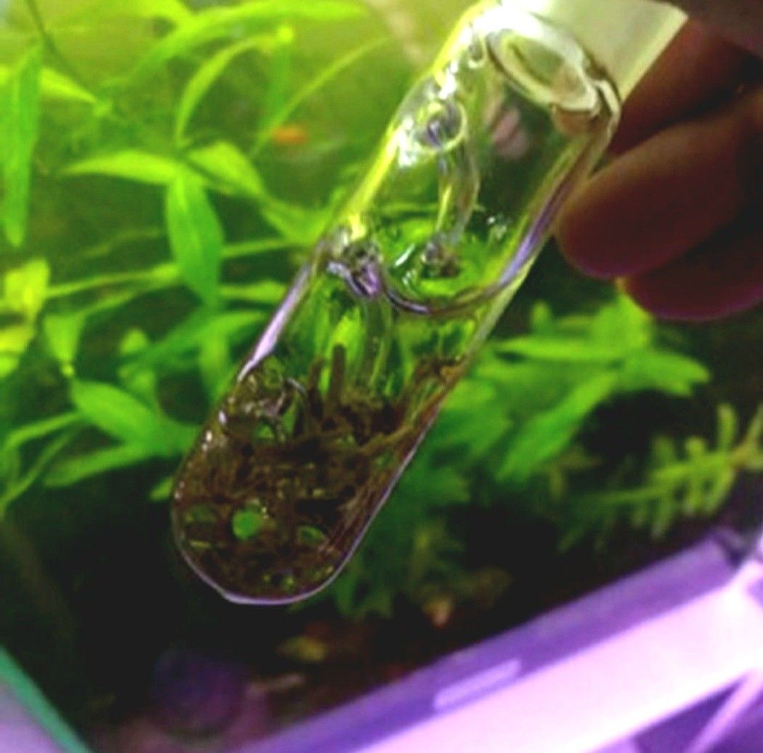 Planaria Worm 3 Head Glass Trap for Shrimp / Fish Tank, Pet Supplies ...