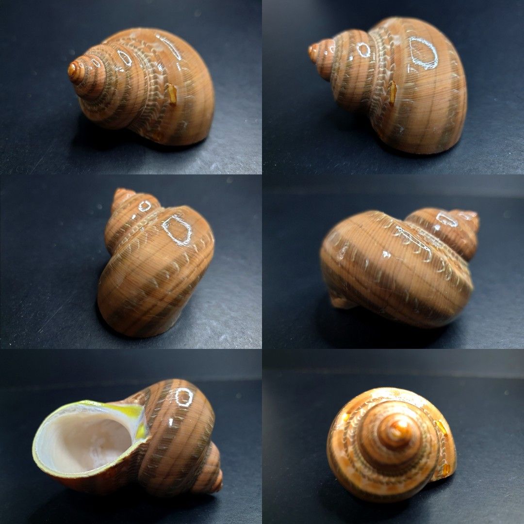Rare, Aquarium Australia Turbo Militaris vold water seashell, Pet ...