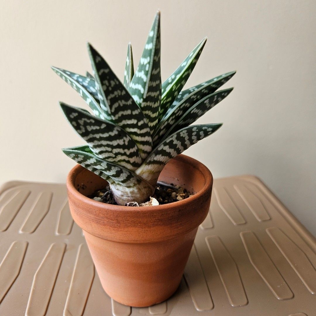 Tiger Aloe (Gonialoe variegata), Furniture & Home Living, Gardening ...