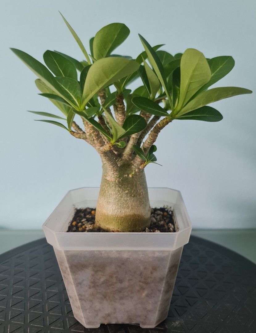 Adenium Thai Socotranum, Furniture & Home Living, Gardening, Plants ...