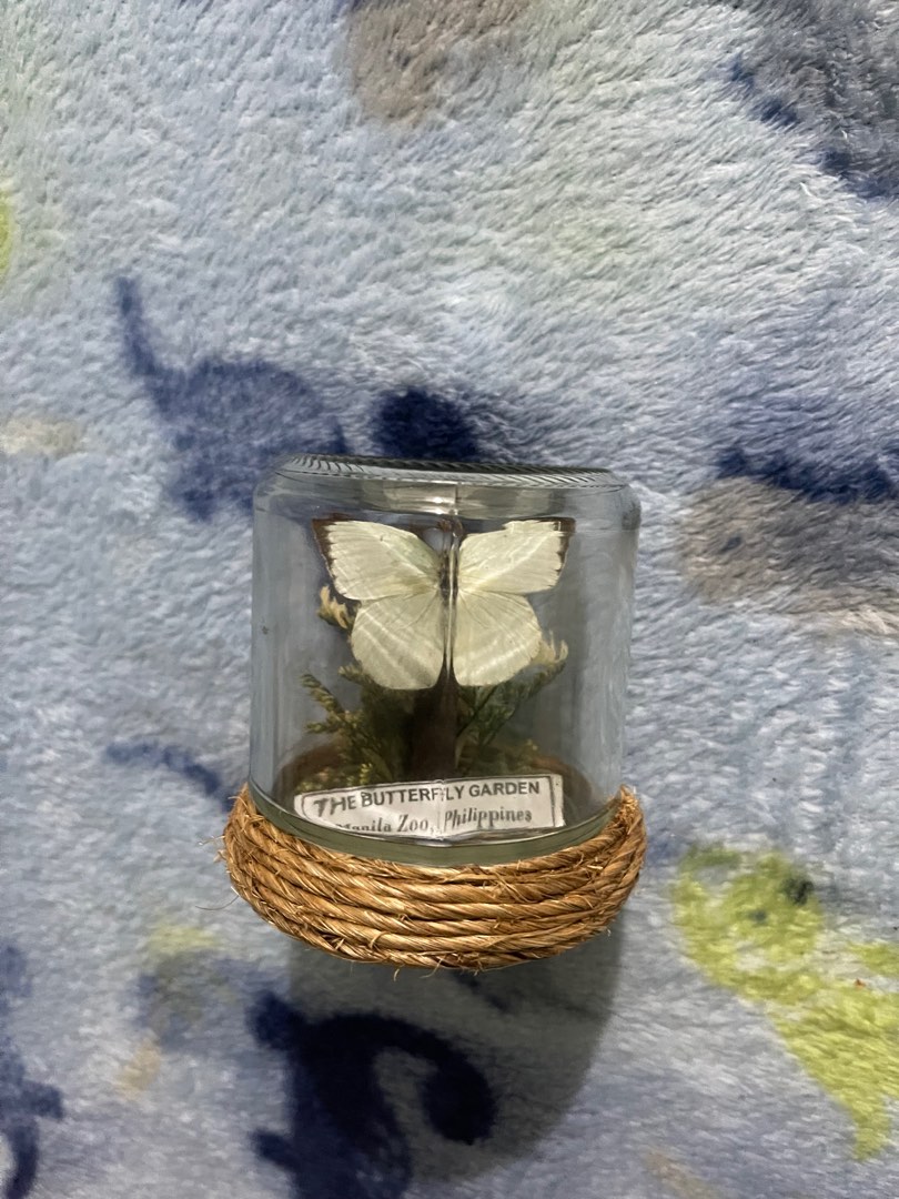 butterfly garden (manila zoo), Hobbies & Toys, Stationary & Craft ...