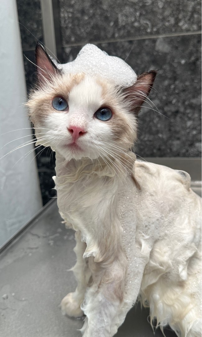 Cat Grooming / transport/ boarding , Lifestyle Services, Pet Care ...