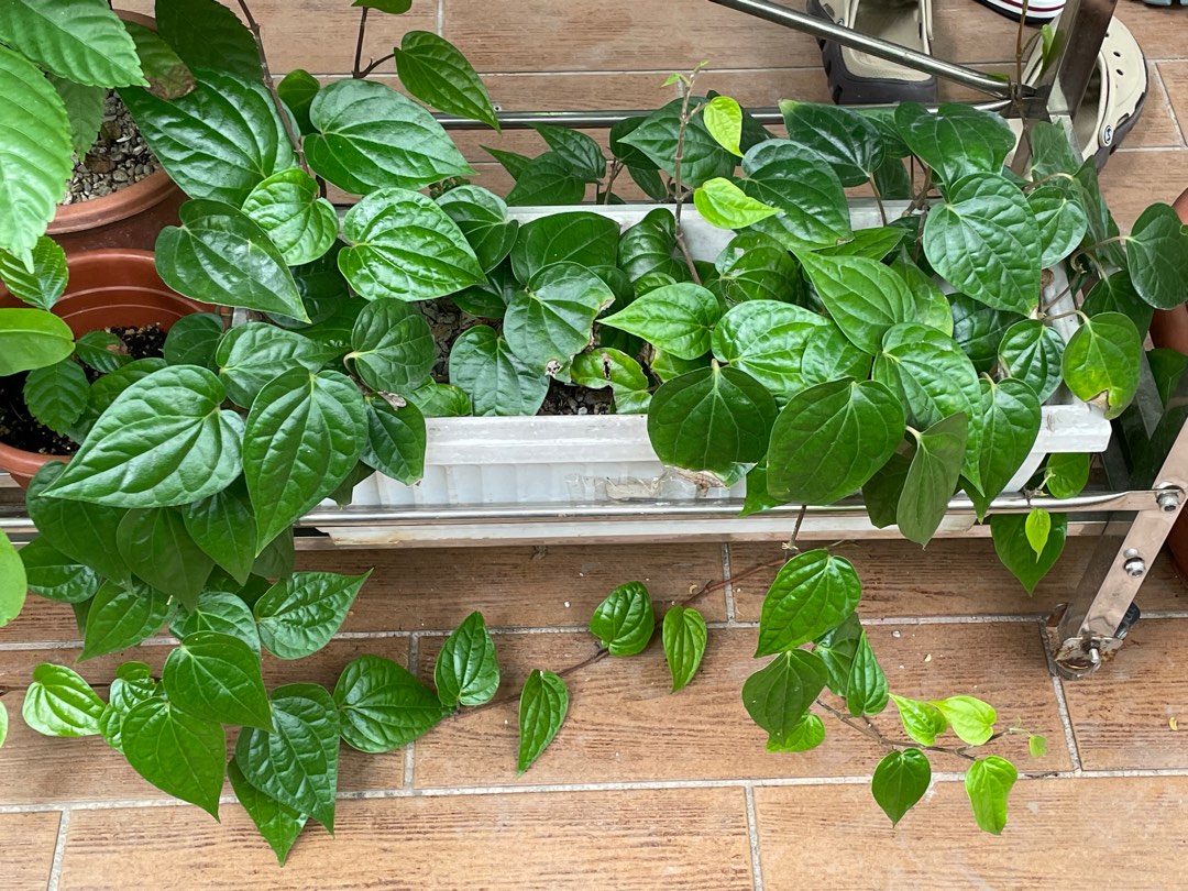Daun Sirih / Betel Leaves, Furniture & Home Living, Gardening, Plants ...