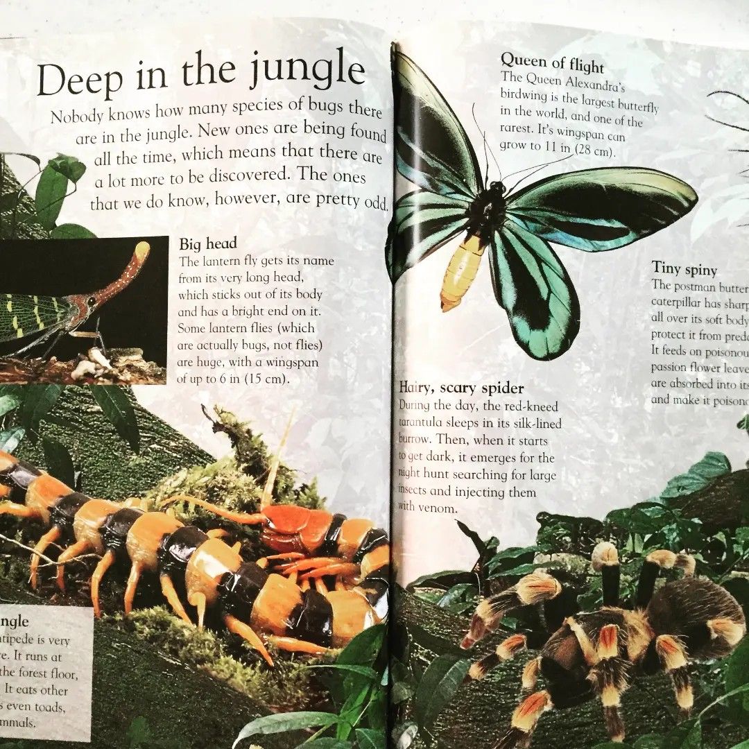 DK Eye Wonder: Bugs, Hobbies & Toys, Books & Magazines, Children's ...