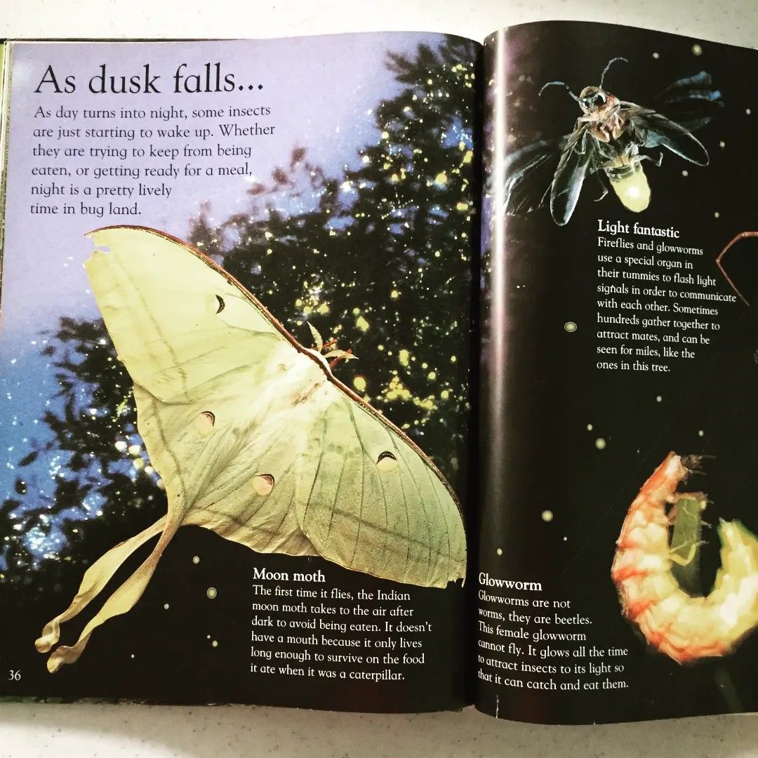 DK Eye Wonder: Bugs, Hobbies & Toys, Books & Magazines, Children's ...