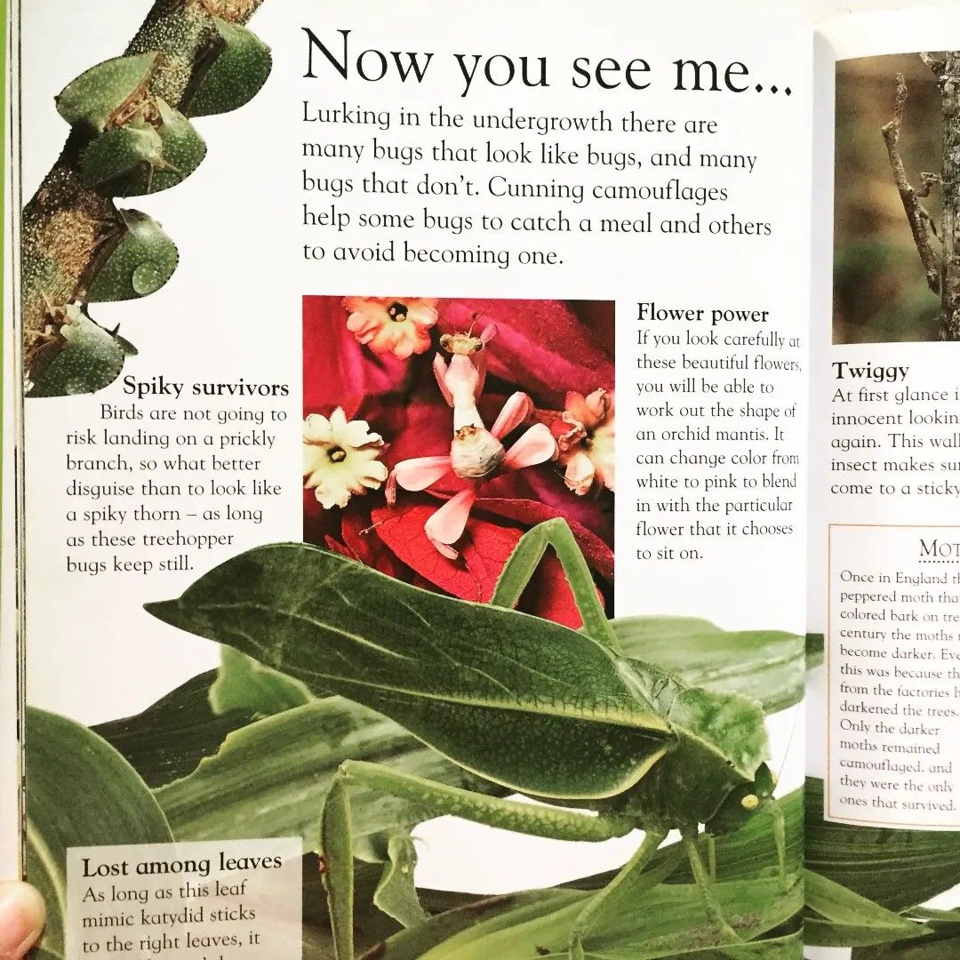 DK Eye Wonder: Bugs, Hobbies & Toys, Books & Magazines, Children's ...