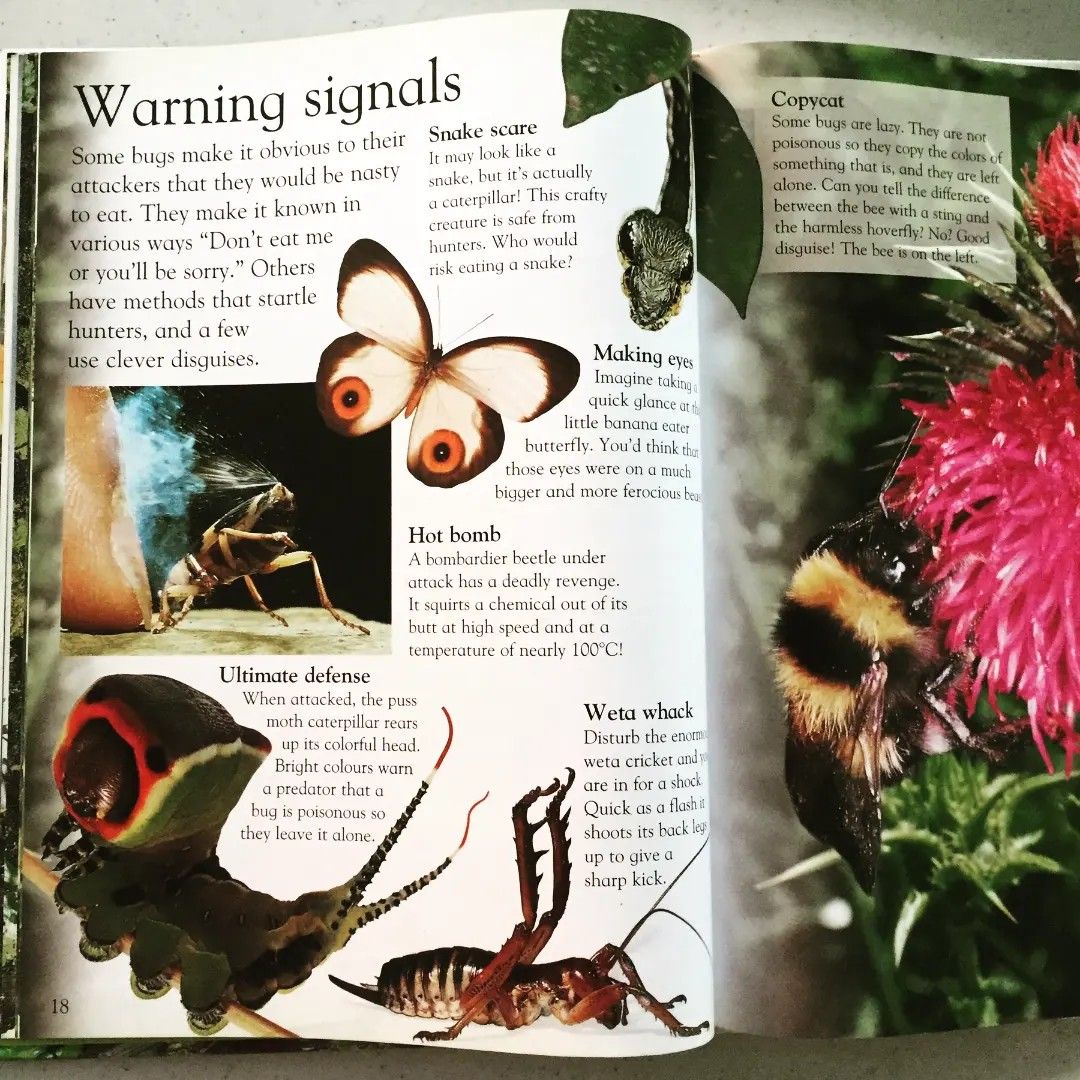 DK Eye Wonder: Bugs, Hobbies & Toys, Books & Magazines, Children's ...