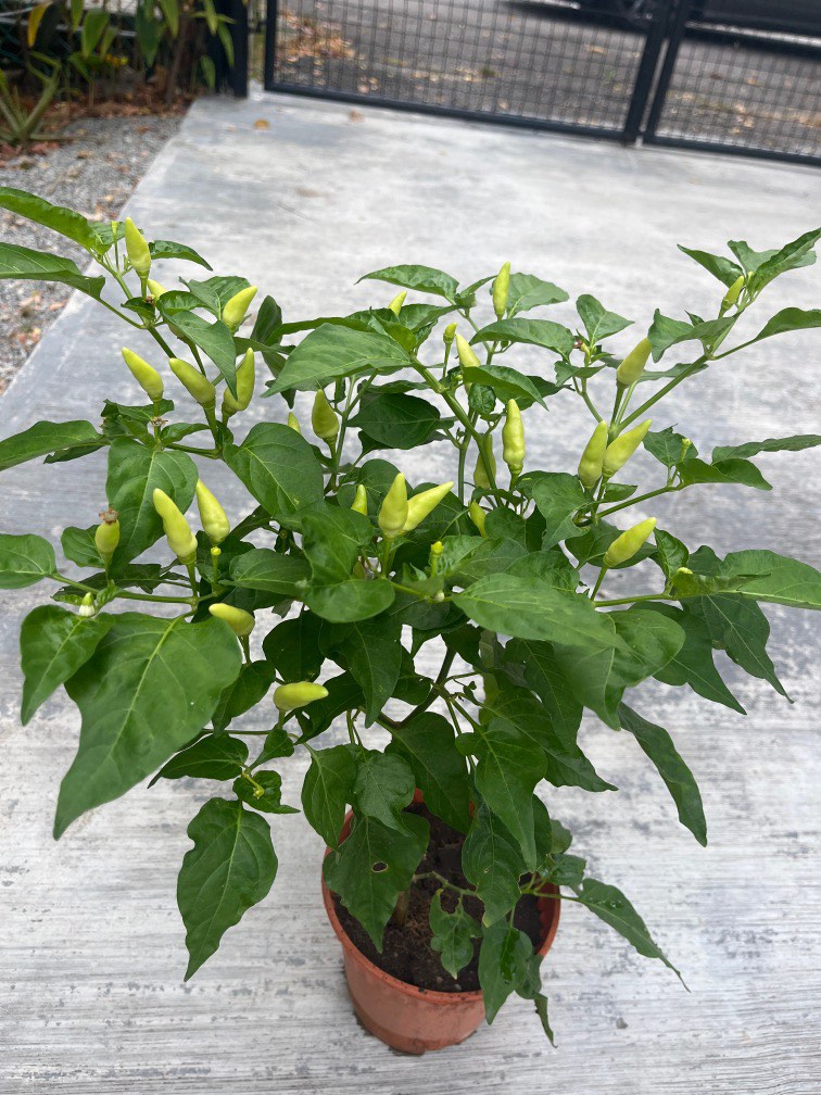 Organic dwarf small chilli, Furniture & Home Living, Gardening, Plants ...