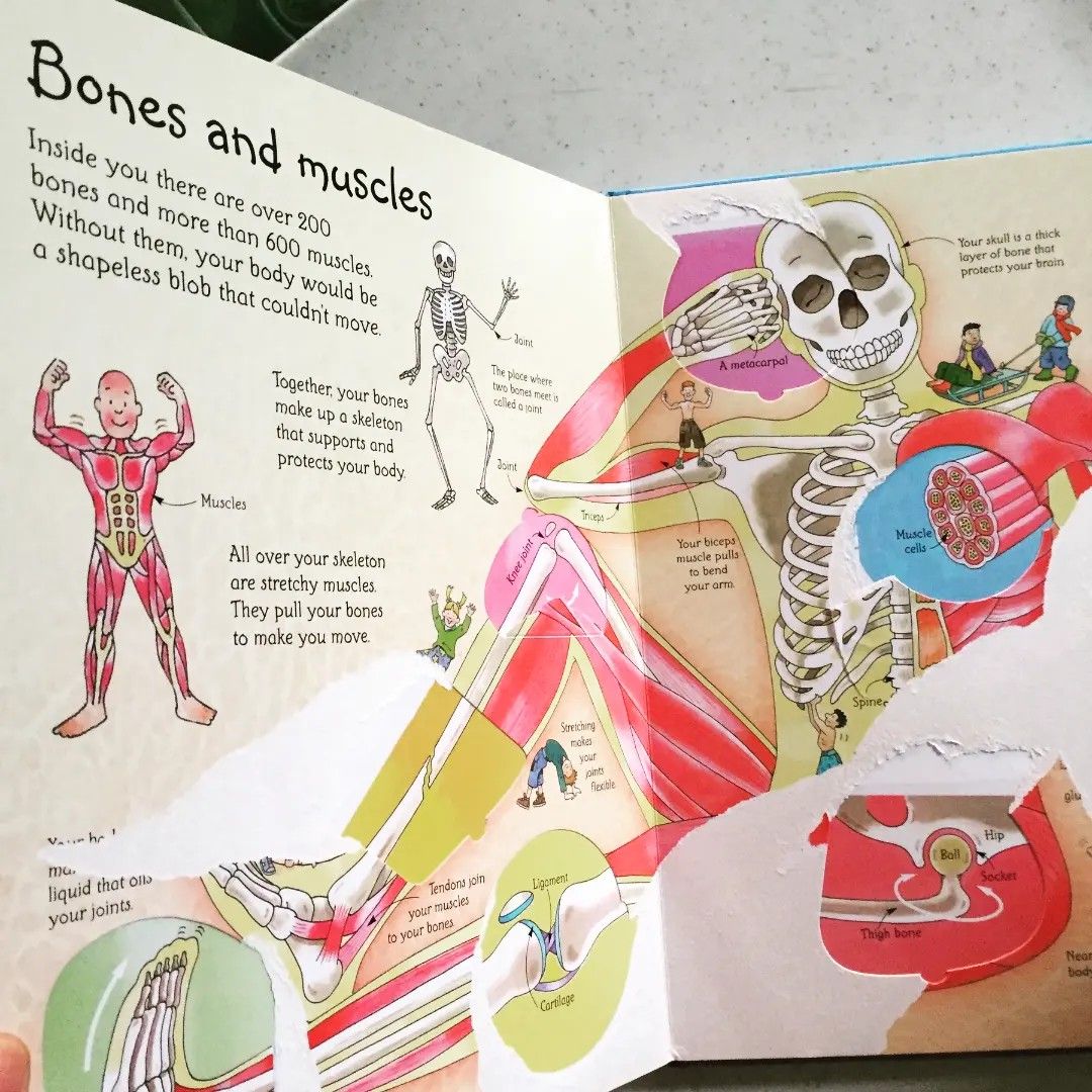 See Inside Your Body - Usborne Flap Book, Hobbies & Toys, Books ...