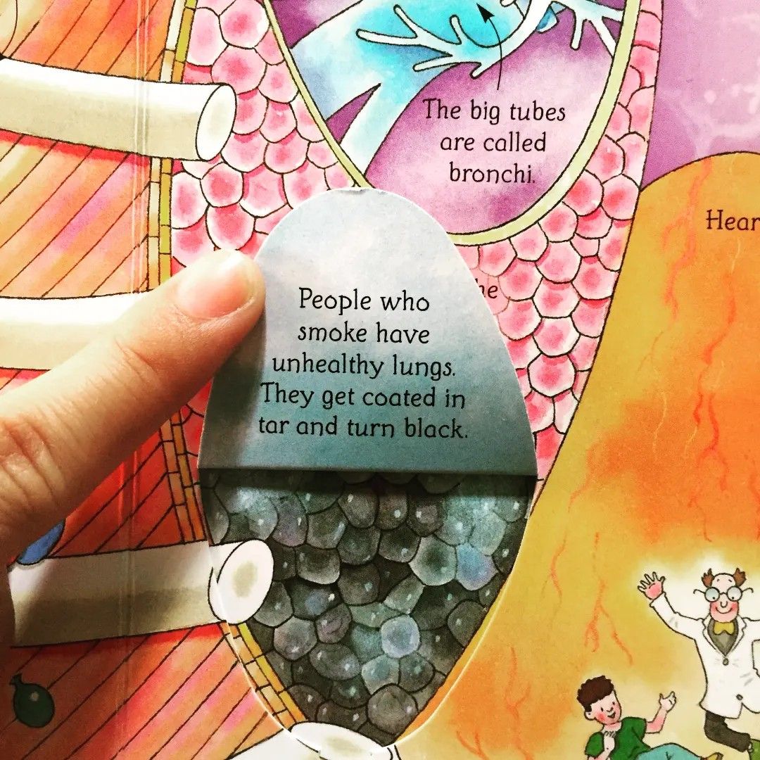 See Inside Your Body - Usborne Flap Book, Hobbies & Toys, Books ...