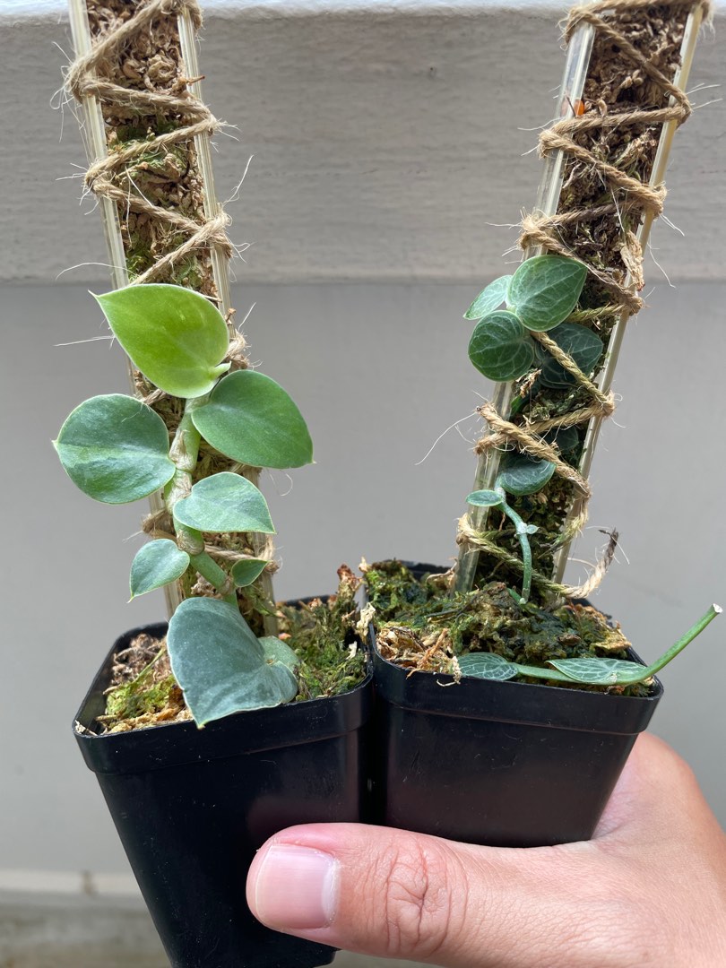 Rhaphidophora Hayi 'Variegated' / Cryptantha (Climbers Bundle ...