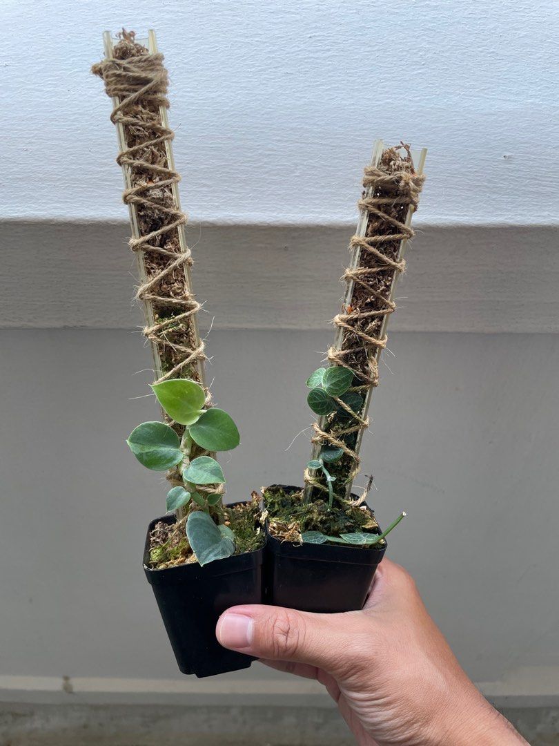 Rhaphidophora Hayi 'Variegated' / Cryptantha (Climbers Bundle ...