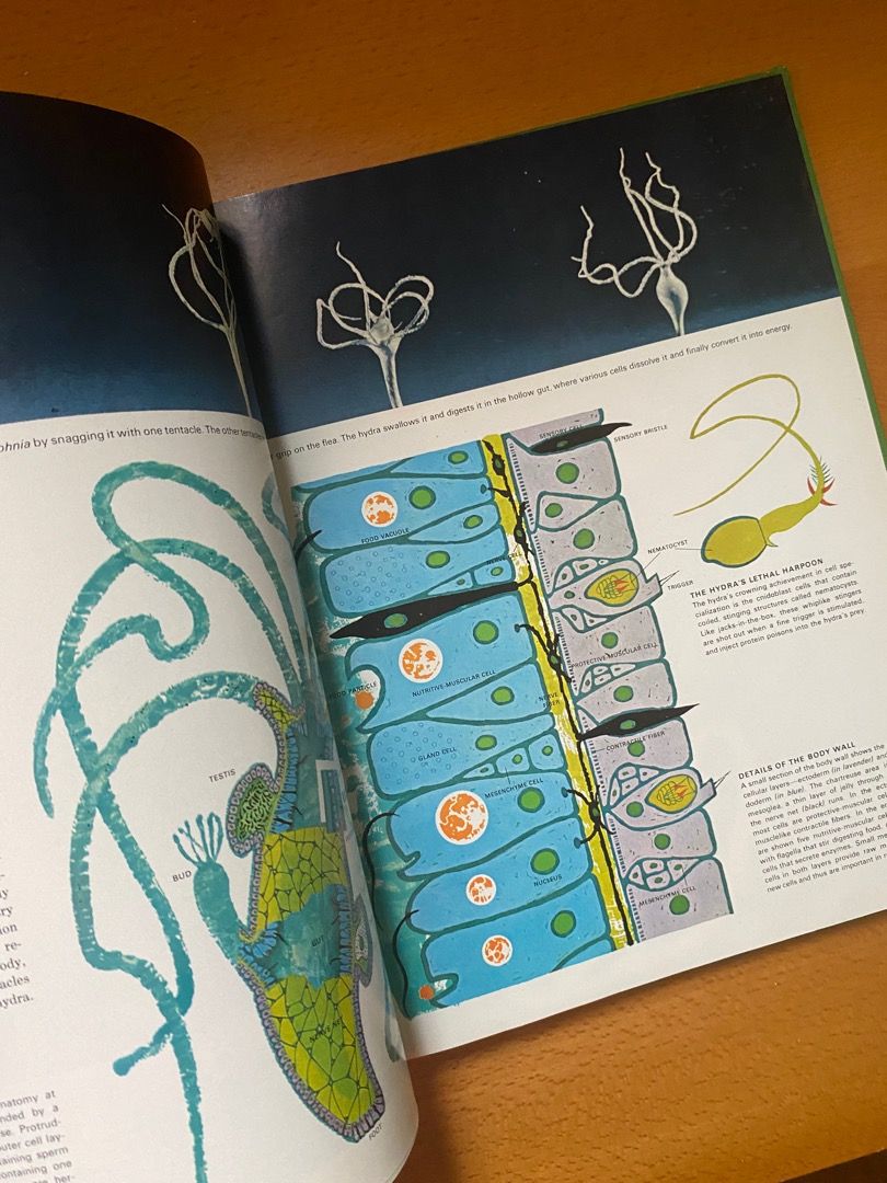 Life Science Library: The Cell, Hobbies & Toys, Books & Magazines ...