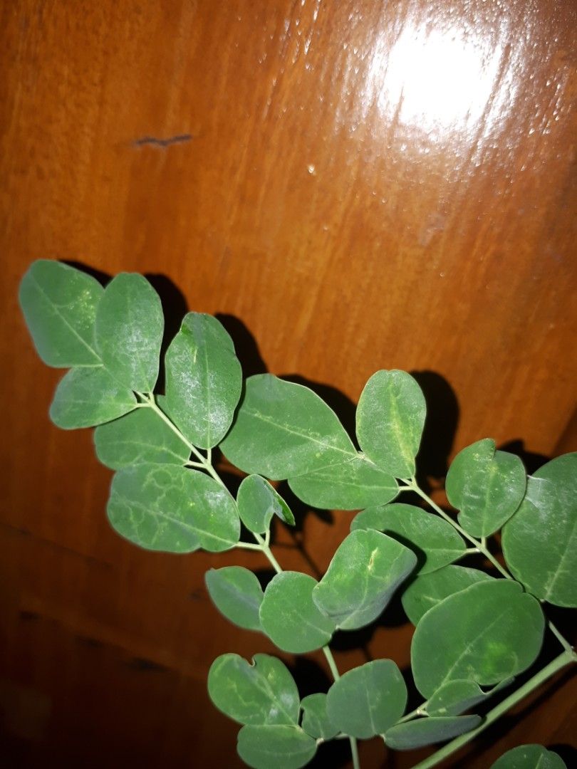 Malunggay tangkay 20 tangkay bundle, Furniture & Home Living, Gardening ...