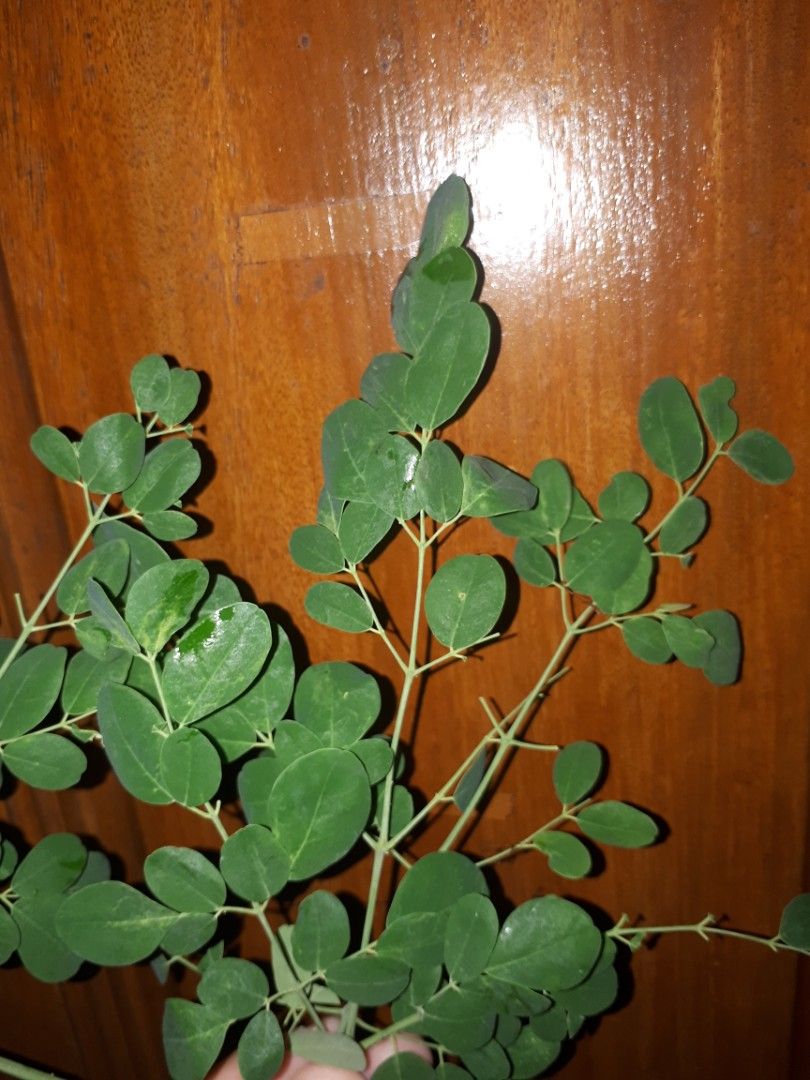 Malunggay tangkay 20 tangkay bundle, Furniture & Home Living, Gardening ...