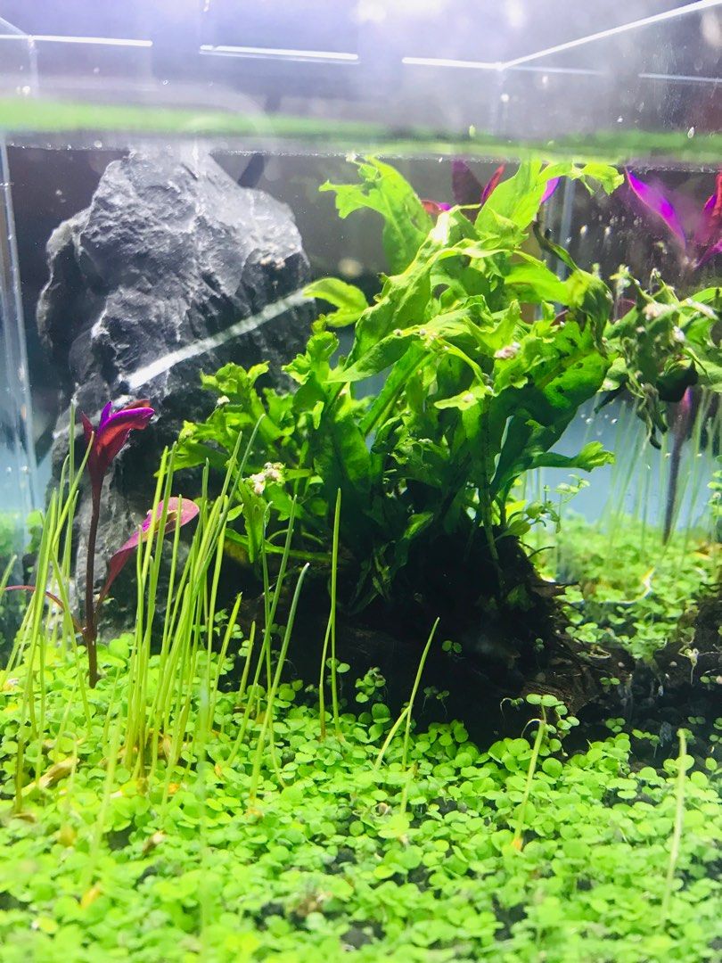 Planted fish tank set, Pet Supplies, Homes & Other Pet Accessories on ...
