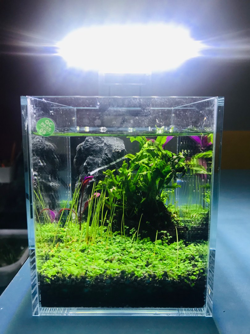 Planted fish tank set, Pet Supplies, Homes & Other Pet Accessories on ...