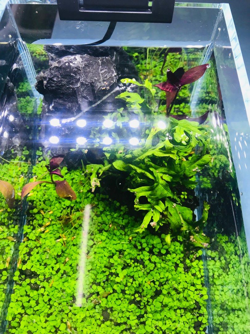 Planted fish tank set, Pet Supplies, Homes & Other Pet Accessories on ...