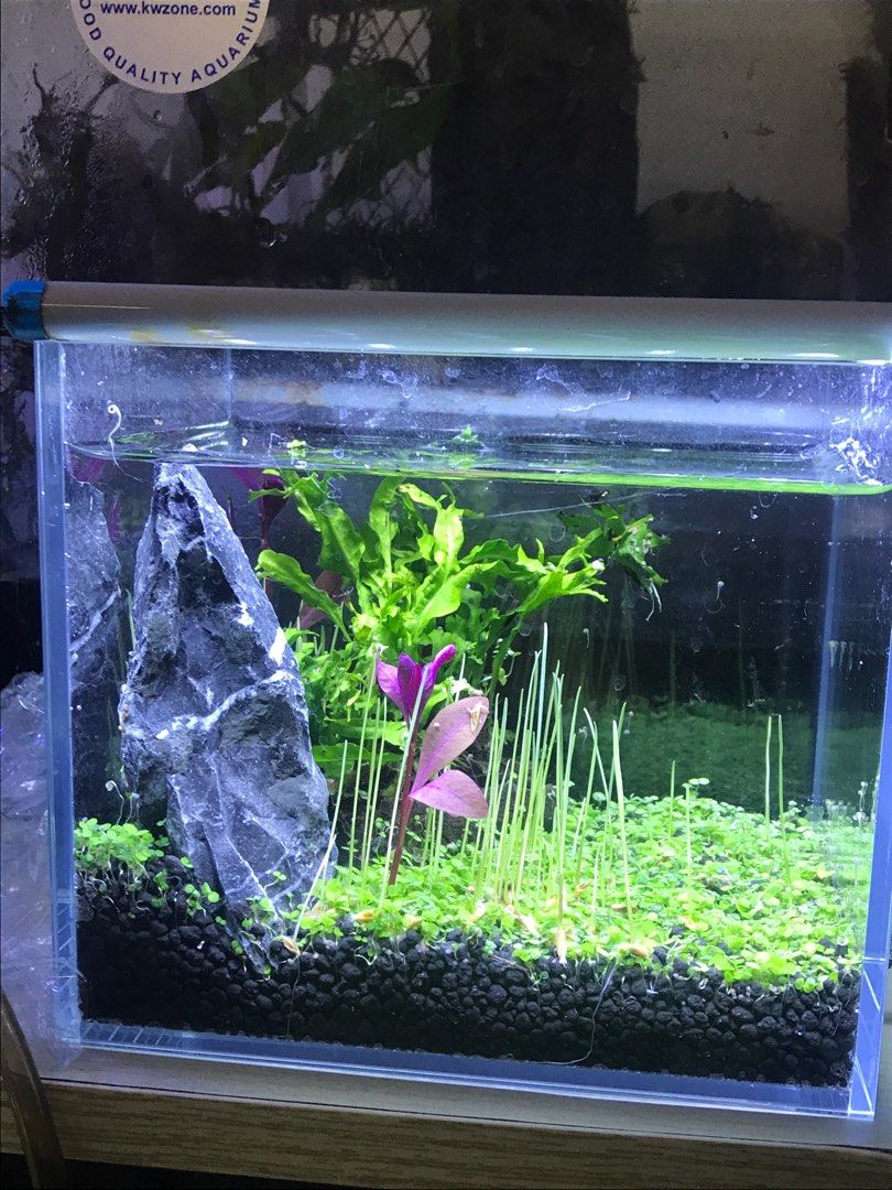 Planted fish tank set, Pet Supplies, Homes & Other Pet Accessories on ...
