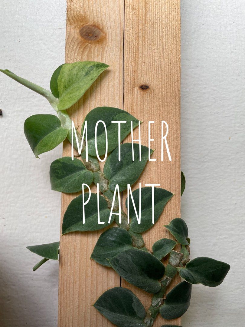 Rhaphidophora Hayi 'Variegated' / Cryptantha (Climbers Bundle ...