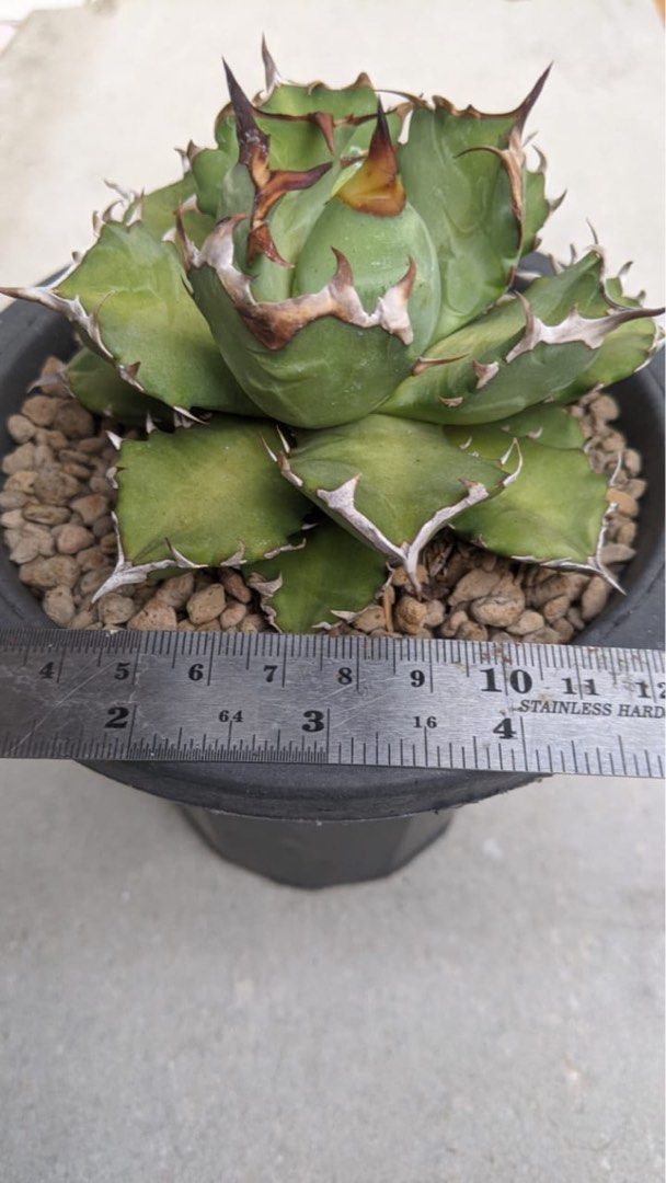 Agave Titanota Compacta, Furniture & Home Living, Gardening, Plants ...