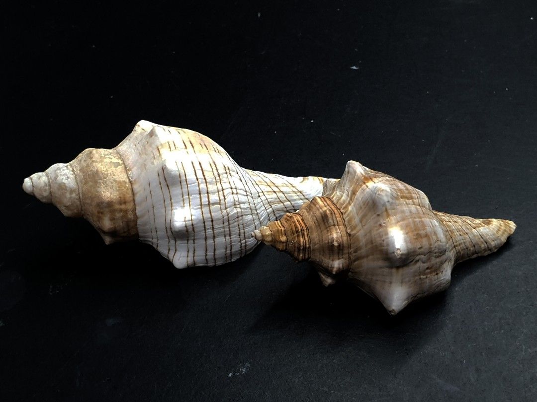 Aquarium seashell Meuritius Horse Conch educational specimen, Pet ...