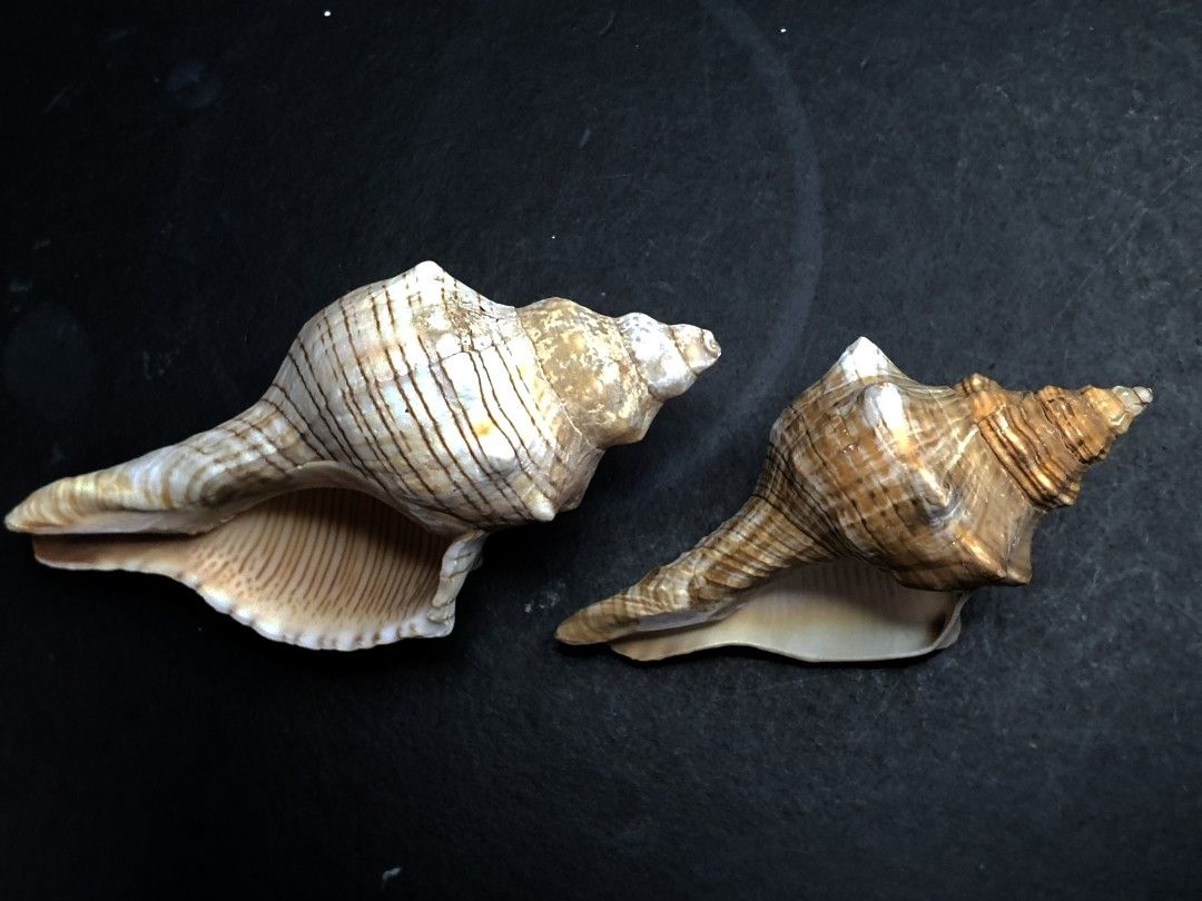 Aquarium seashell Meuritius Horse Conch educational specimen, Pet ...