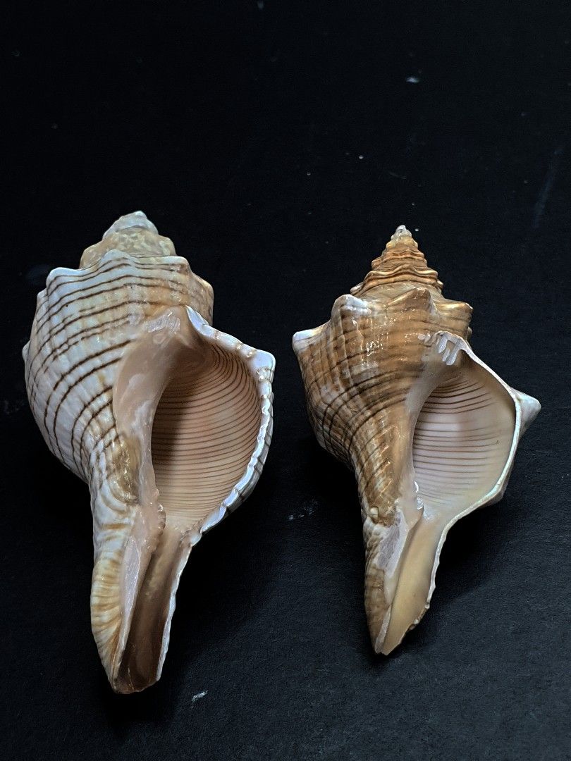 Aquarium seashell Meuritius Horse Conch educational specimen, Pet ...