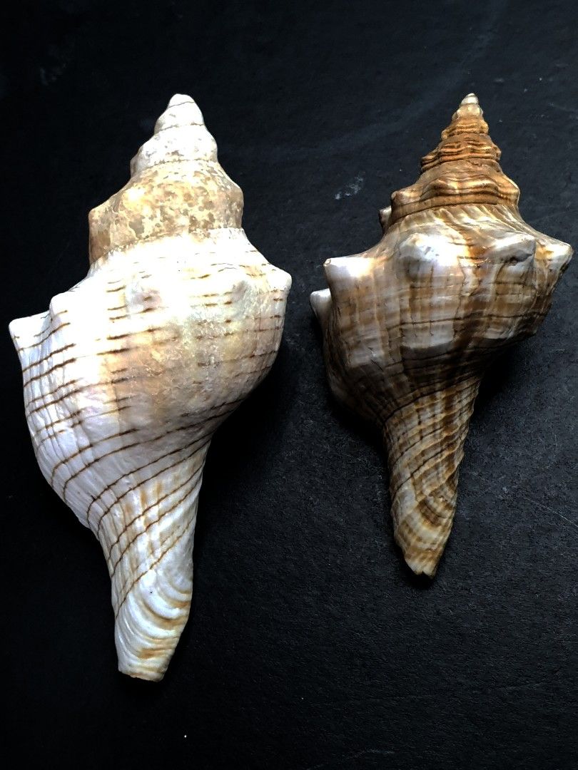 Aquarium seashell Meuritius Horse Conch educational specimen, Pet ...