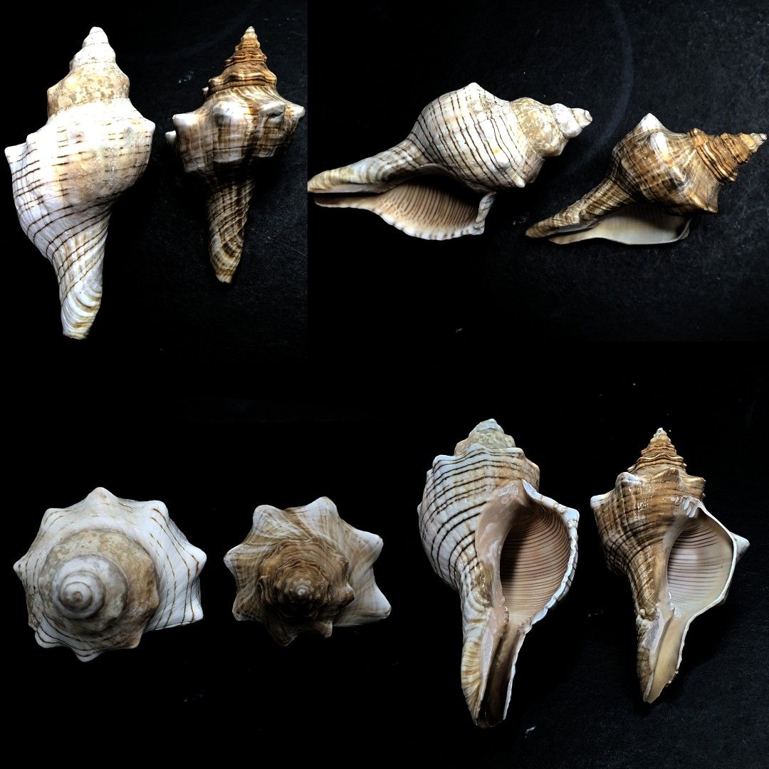 Aquarium seashell Meuritius Horse Conch educational specimen, Pet ...