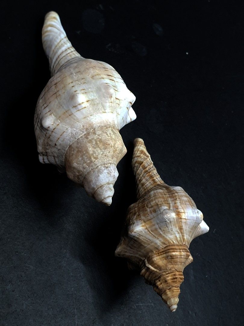 Aquarium seashell Meuritius Horse Conch educational specimen, Pet ...