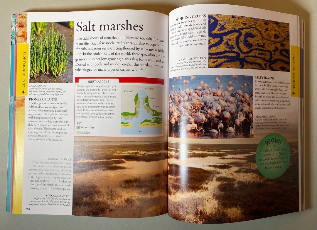 DK Ocean: A Visual Encyclopedia, Hobbies & Toys, Books & Magazines ...