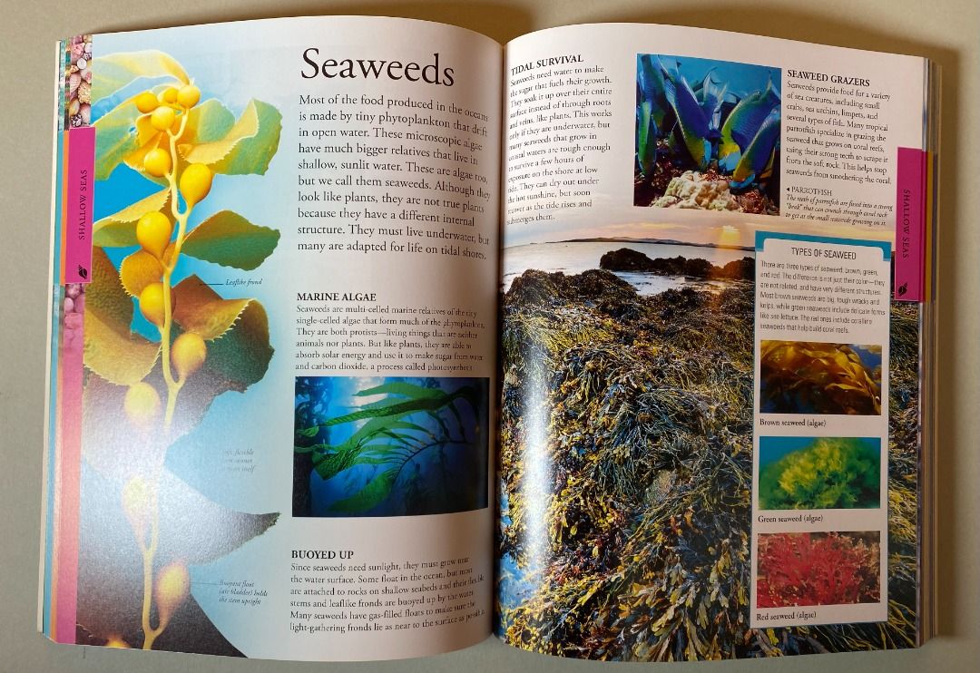 DK Ocean: A Visual Encyclopedia, Hobbies & Toys, Books & Magazines ...