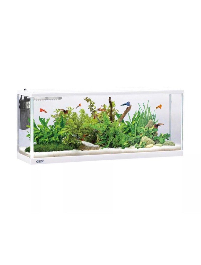 FISH TANK 60CM GEX DESK BOY WHITE, Pet Supplies, Homes & Other Pet Accessories on Carousell
