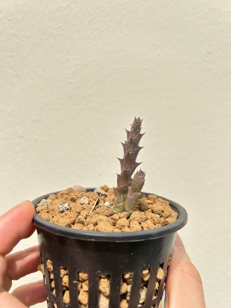 Orbea carnosa, Furniture & Home Living, Gardening, Plants & Seeds on ...