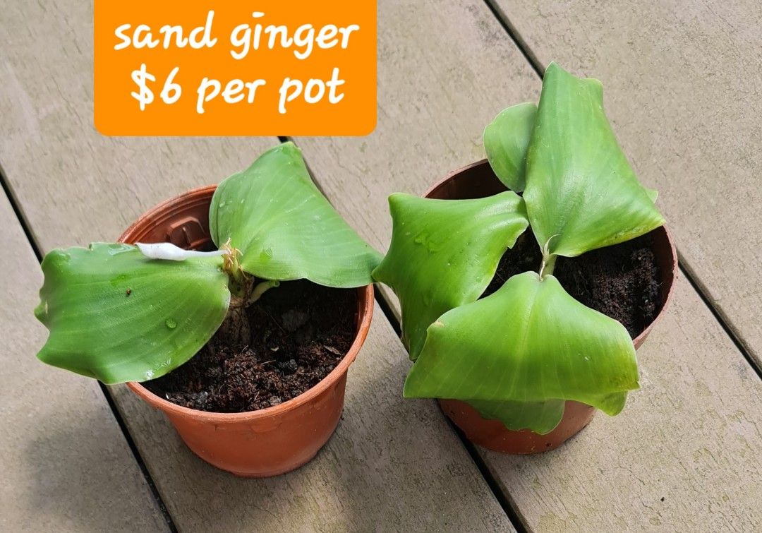 Sand ginger plant, Furniture & Home Living, Gardening, Plants & Seeds ...
