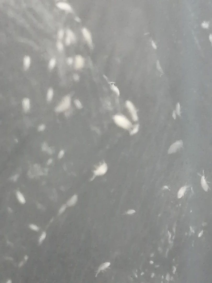 Springtails white, Pet Supplies, Pet Food on Carousell