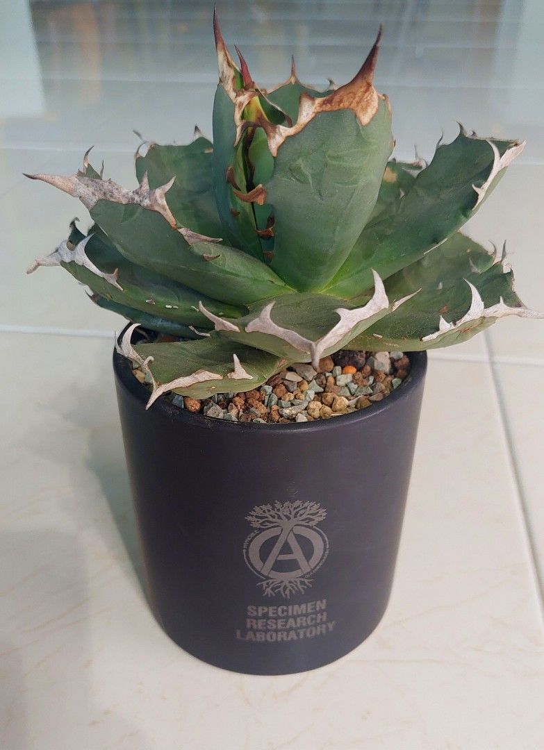 Agave oteroi with pot . Well rooted, Furniture & Home Living, Gardening ...