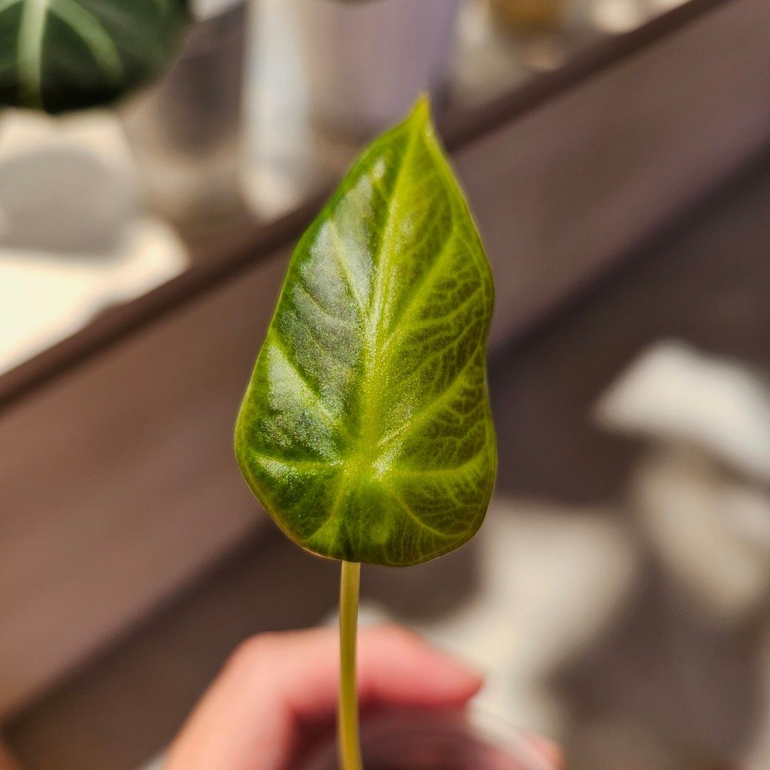Alocasia Regal Shields Aurea, Furniture & Home Living, Gardening ...
