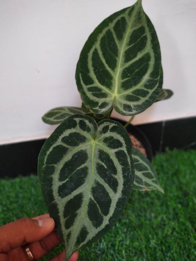 Anthurium Dorayaki Silver, Furniture & Home Living, Gardening, Plants ...