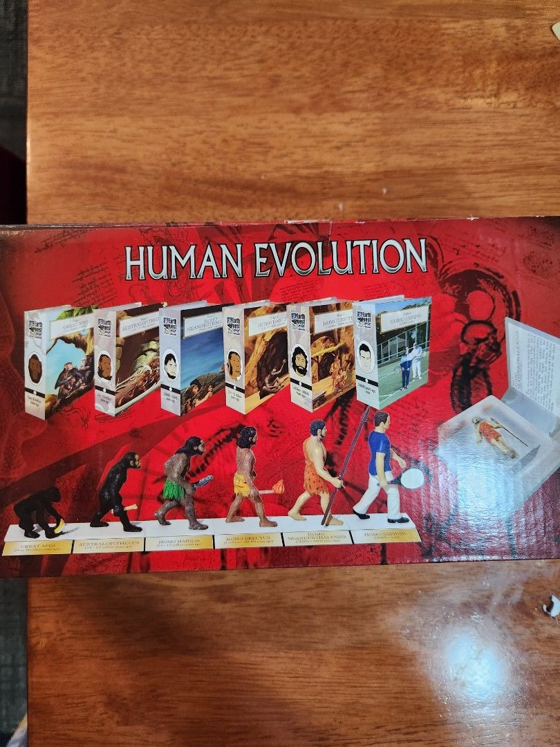 Human evolution models, Hobbies & Toys, Toys & Games on Carousell