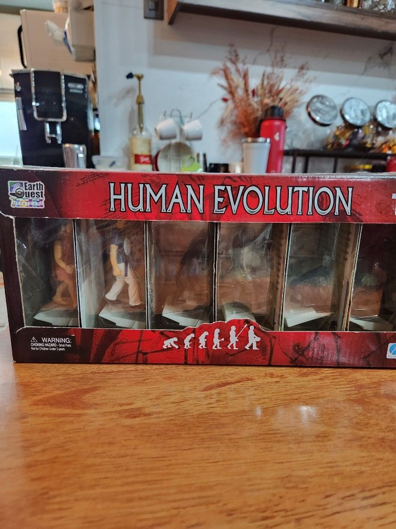 Human evolution models, Hobbies & Toys, Toys & Games on Carousell