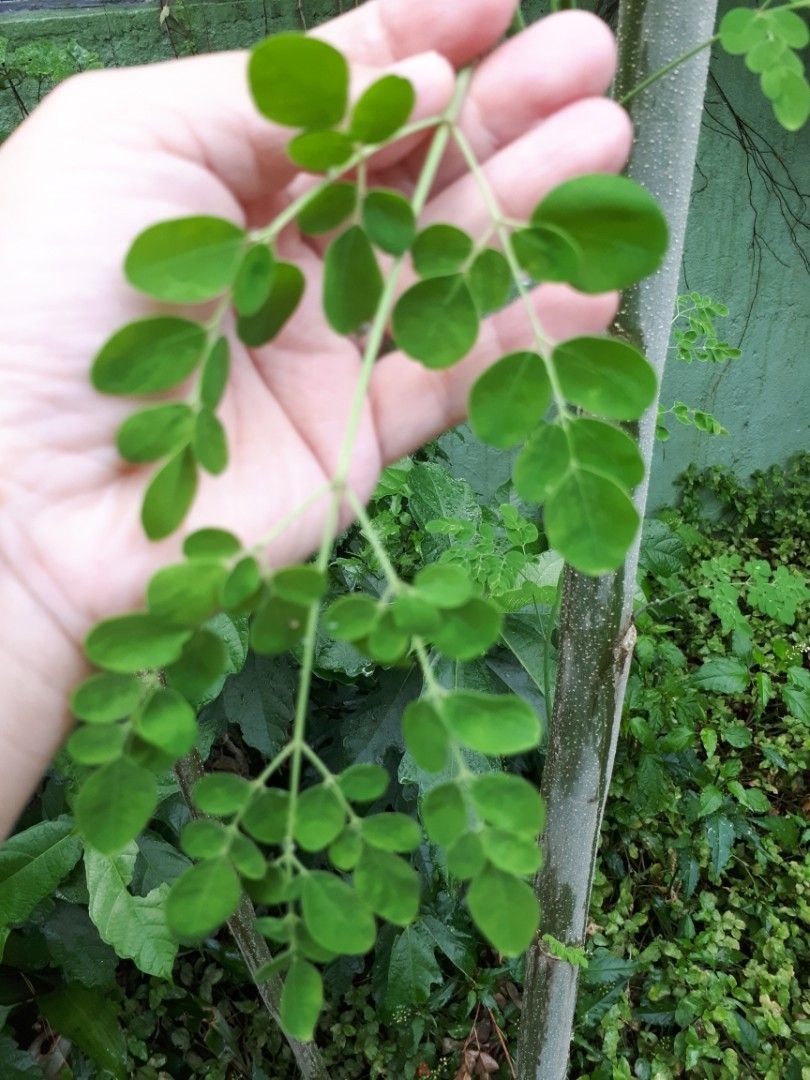 Malunggay tangkay 20 tangkay bundle, Furniture & Home Living, Gardening ...