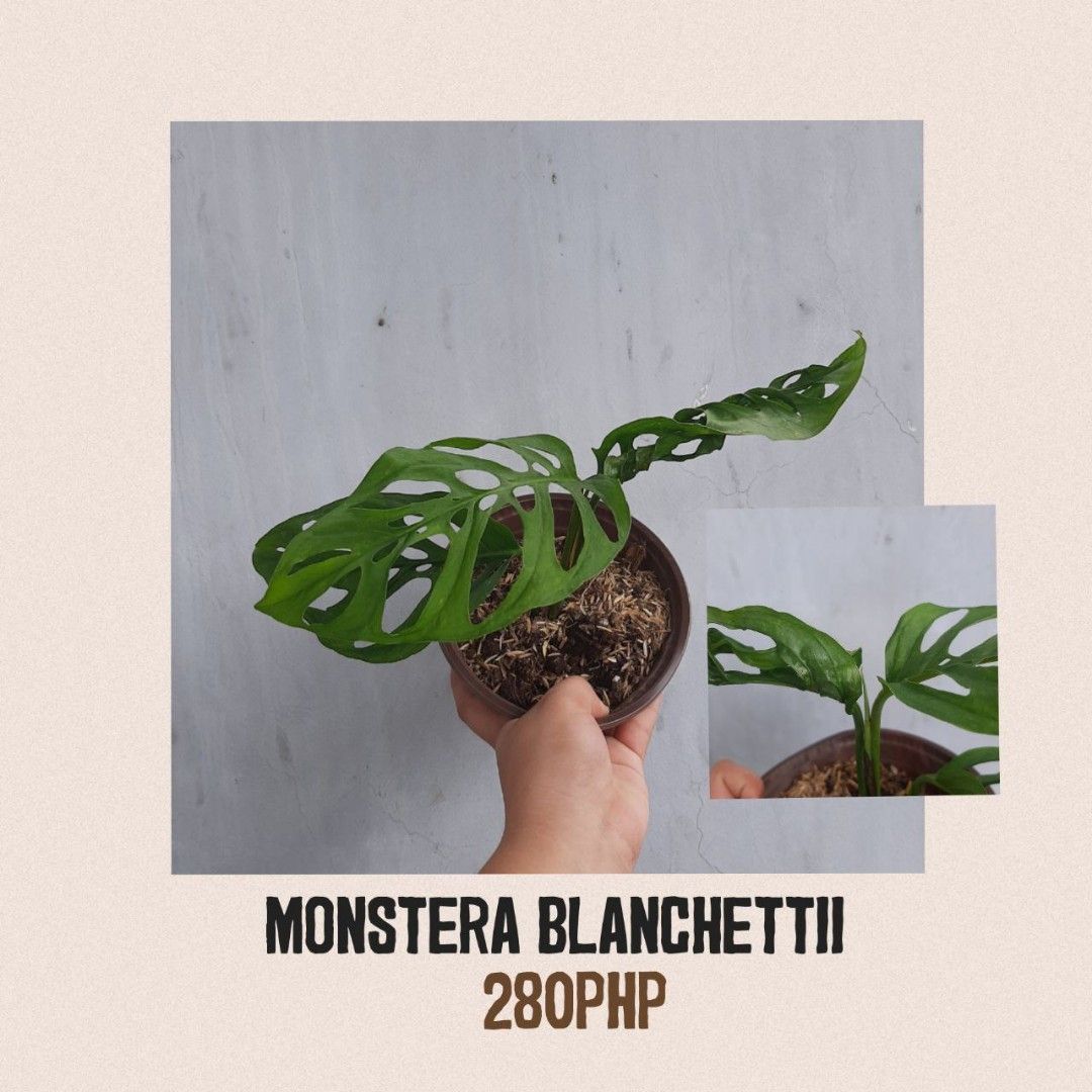 Monstera Blanchetii, Furniture & Home Living, Gardening, Plants & Seeds ...