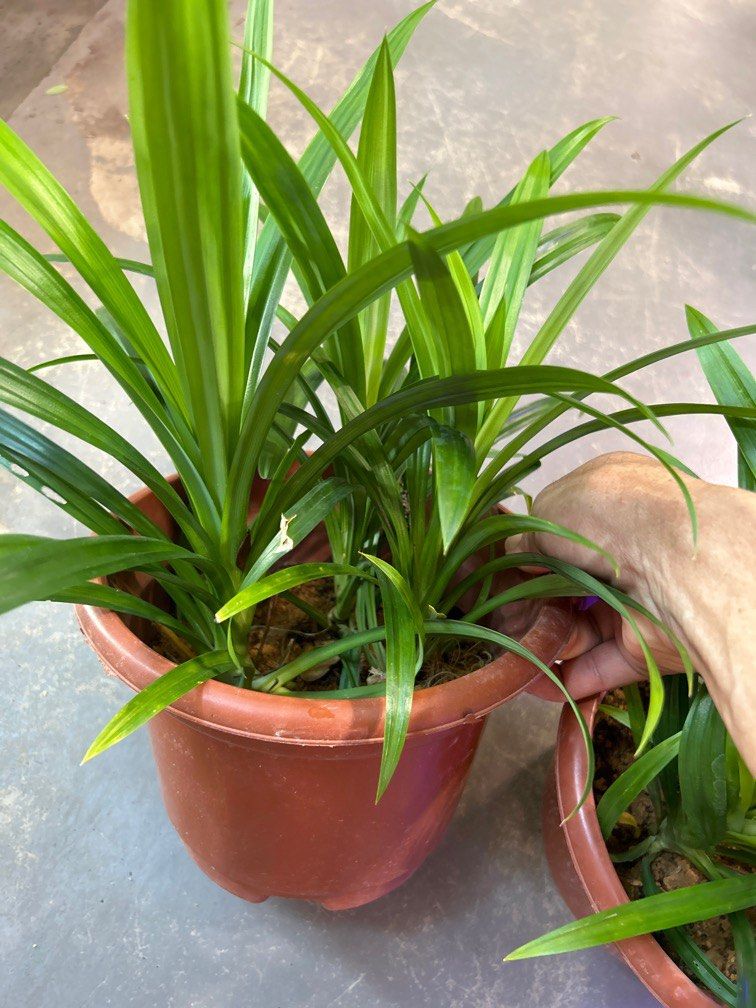 Pandan plant 3stems $10 each pot, Furniture & Home Living, Gardening ...