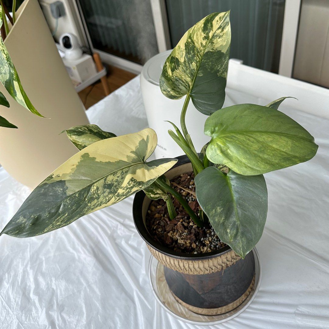 Philodendron silver sword variegated, Furniture & Home Living ...