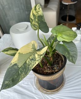Philodendron Hastatum aka Philodendron Silver Sword (24cm Tall) *RARE ...