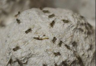 Pinhead crickets LIMITED TIME SALE( live animal food, insects, small ...